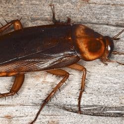 How to Get Rid of a Heavy Roach Infestation – Outdoor Storage Options