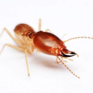 The Ultimate Guide to Termite Treatment in Your Shed – Outdoor Storage ...